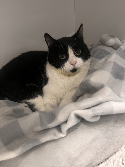 Adoptable Cats – IndyHumane