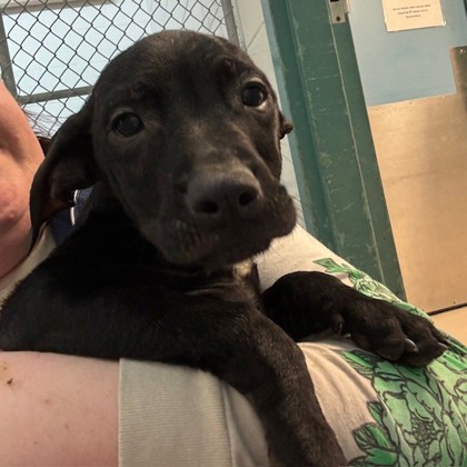 Adoptable Dogs - IndyHumane