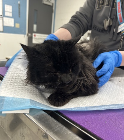 Adoptable Cats – IndyHumane