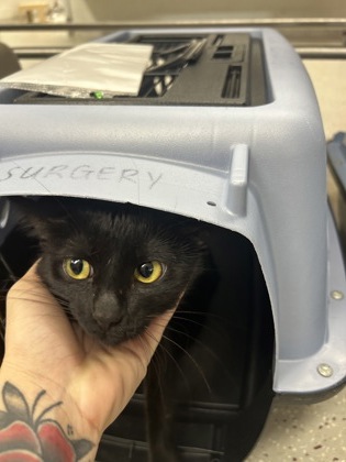 Adoptable Cats - IndyHumane