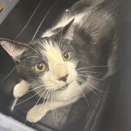 Adoptable Cats – IndyHumane