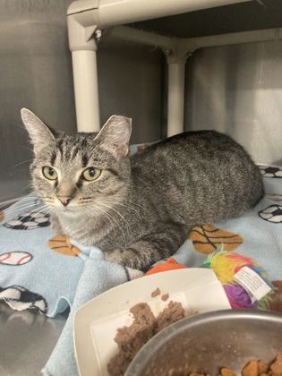 Adoptable Cats – IndyHumane