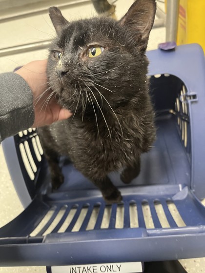 Adoptable Cats – IndyHumane