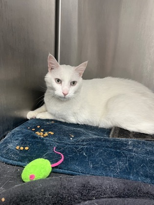 Adoptable Cats – IndyHumane