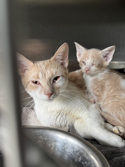 Adoptable Cats – IndyHumane