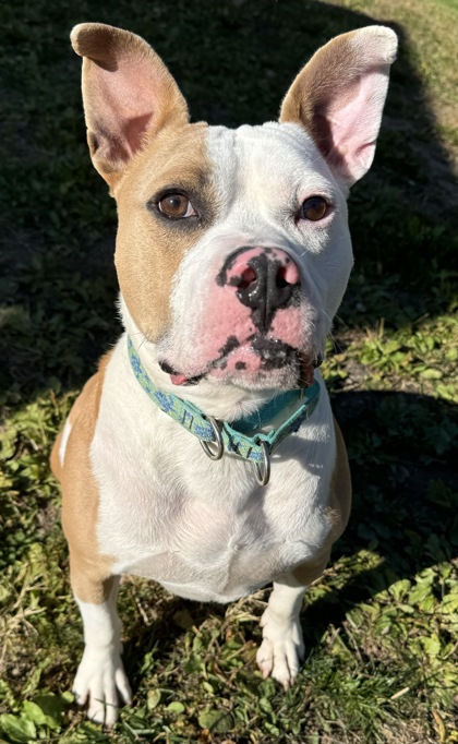 Adoptable Dogs – IndyHumane