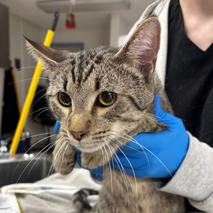 IndyHumane – Find your future friend forever