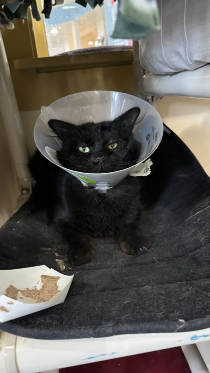 Adoptable Cats - IndyHumane