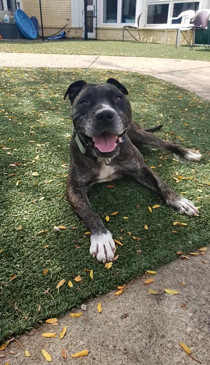 IndyHumane - IndyHumane