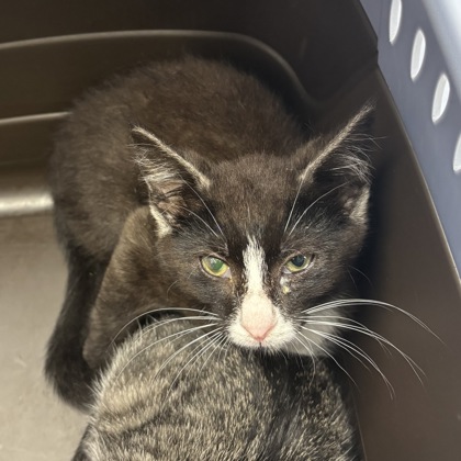 Adoptable Cats – IndyHumane