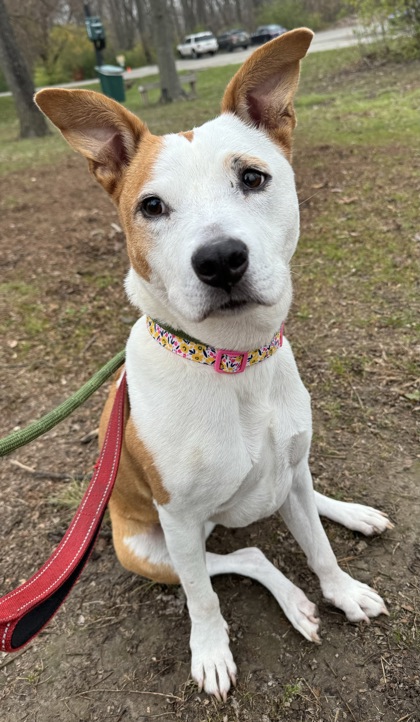 Adoptable Dogs – IndyHumane