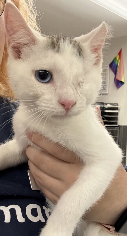 Adoptable Cats – IndyHumane