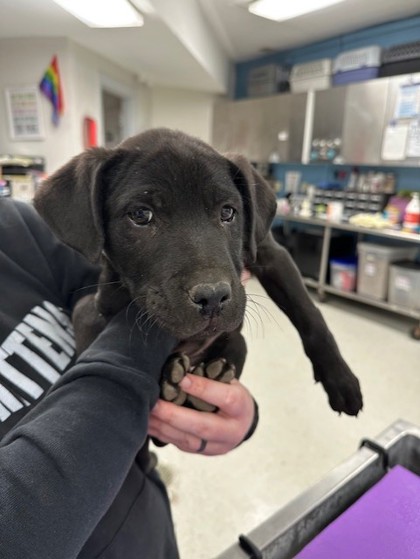 Adoptable Dogs – IndyHumane