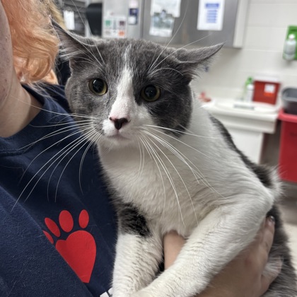 Adoptable Cats – IndyHumane