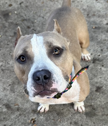 Adoptable Dogs - IndyHumane