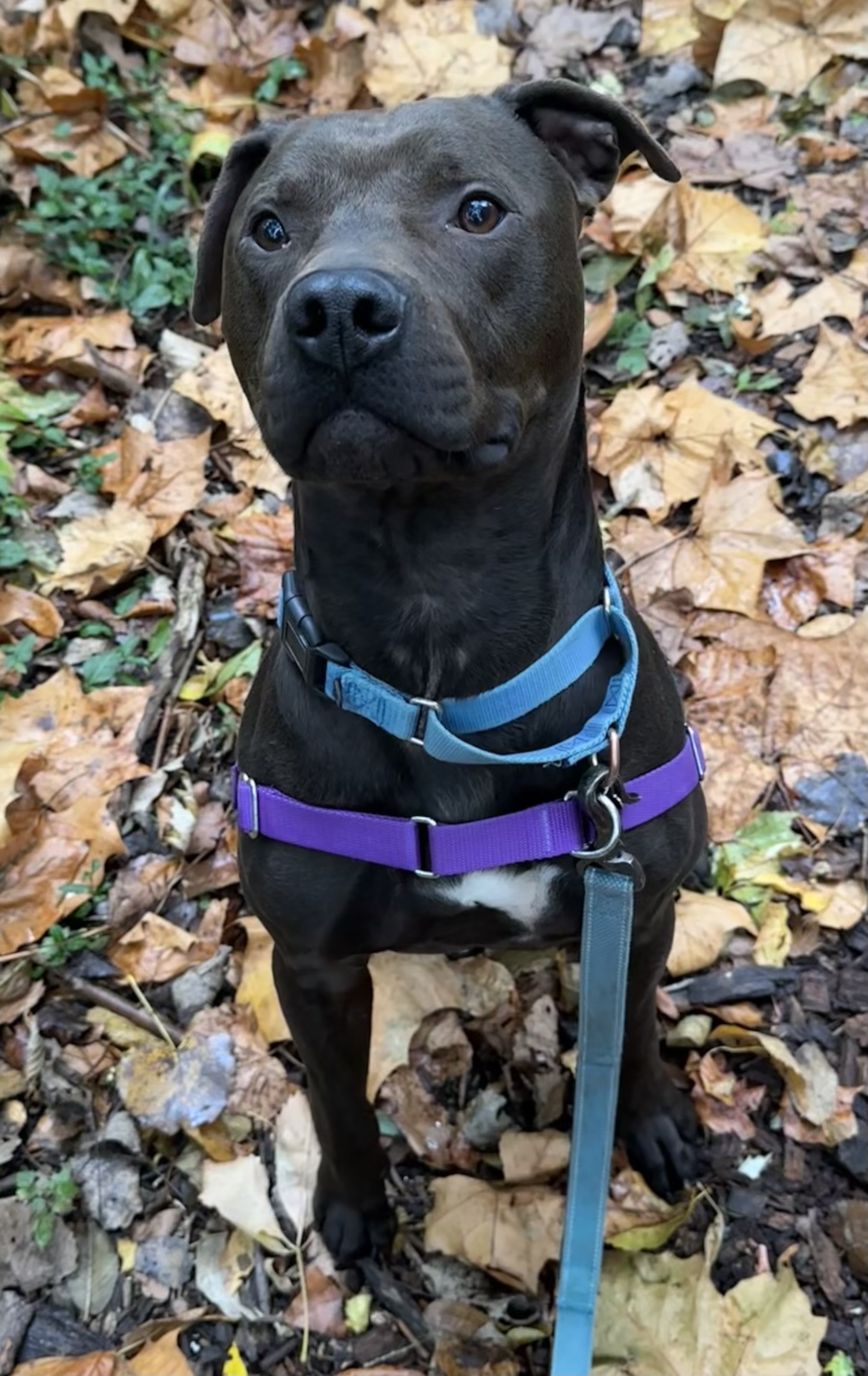 Adoptable Dogs - IndyHumane