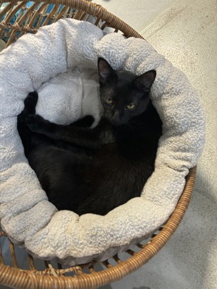 Adoptable Cats – IndyHumane
