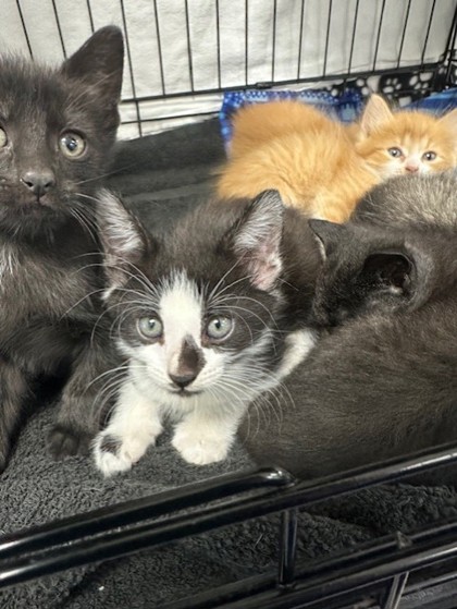 Adoptable Cats – IndyHumane