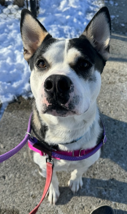 IndyHumane – Find your future friend forever