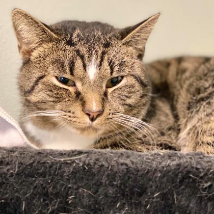 Adoptable Cats – IndyHumane