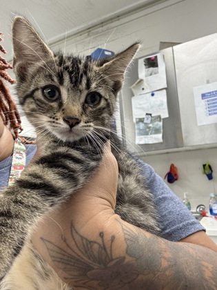 Adoptable Cats – IndyHumane