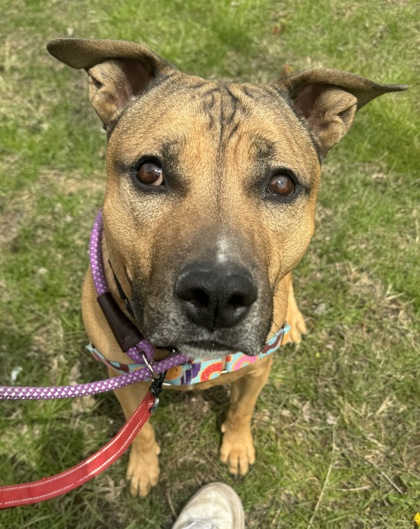 Adoptable Dogs – IndyHumane