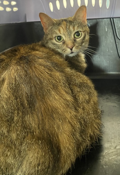 Adoptable Cats – IndyHumane