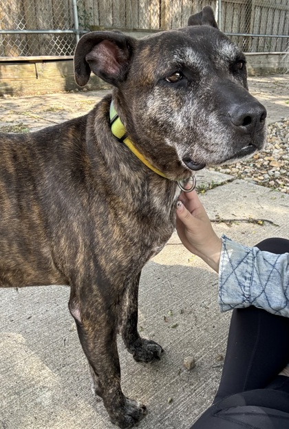 Adoptable Dogs - IndyHumane