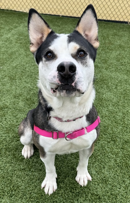 Adoptable Dogs – IndyHumane