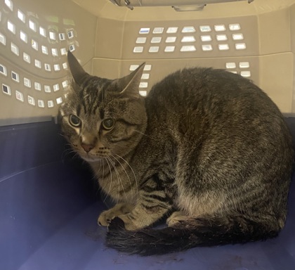 Adoptable Cats – IndyHumane