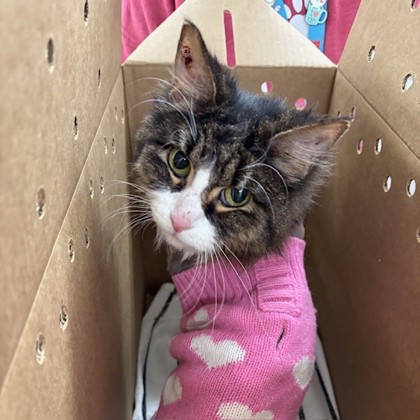 Adoptable Cats – IndyHumane