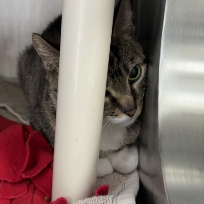 Adoptable Cats – IndyHumane