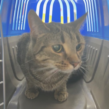 Adoptable Cats – IndyHumane