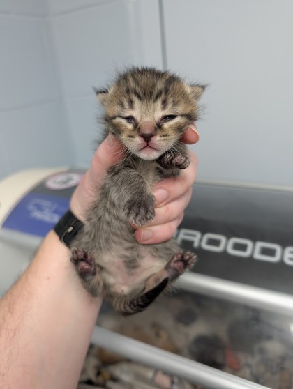 Lost & Found Pets – IndyHumane