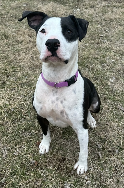 Adoptable Dogs – IndyHumane