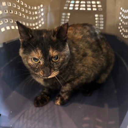 Adoptable Cats – IndyHumane