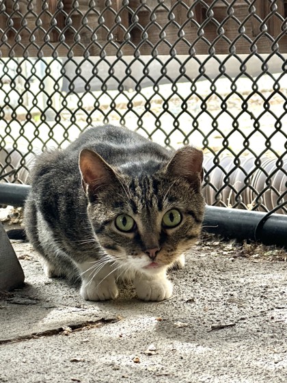 Adoptable Cats – IndyHumane