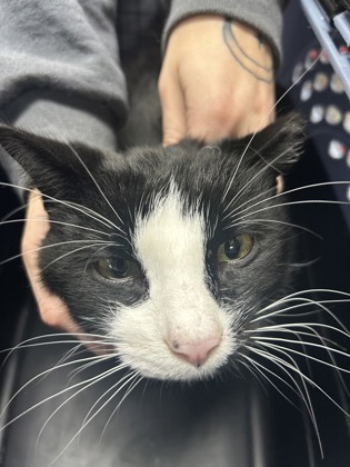 Adoptable Cats – IndyHumane