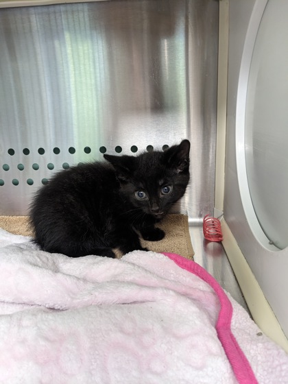 Adoptable Cats – IndyHumane