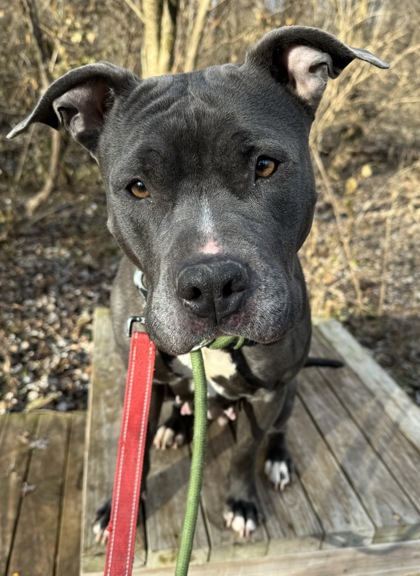 Adoptable Dogs – IndyHumane