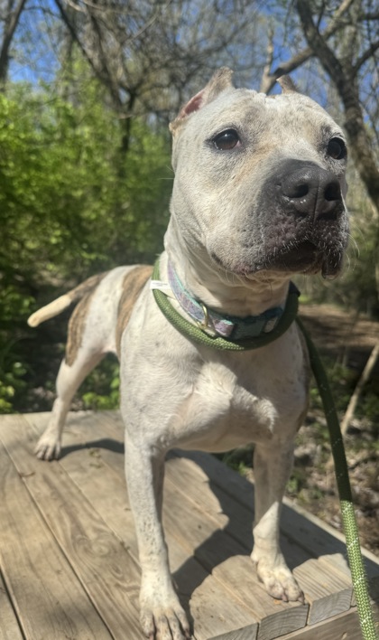 Adoptable Dogs – IndyHumane