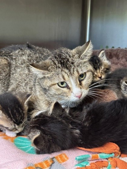 Adoptable Cats – IndyHumane