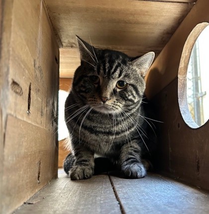 Adoptable Cats – IndyHumane