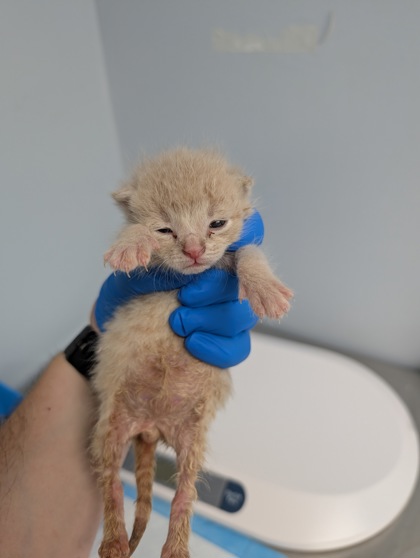 Lost & Found Pets – IndyHumane