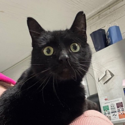 Adoptable Cats - IndyHumane