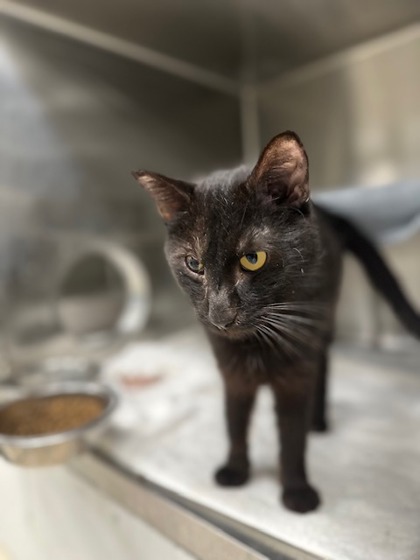 Adoptable Cats – IndyHumane