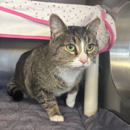 Adoptable Cats – IndyHumane