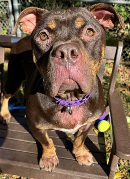 Adoptable Dogs - IndyHumane