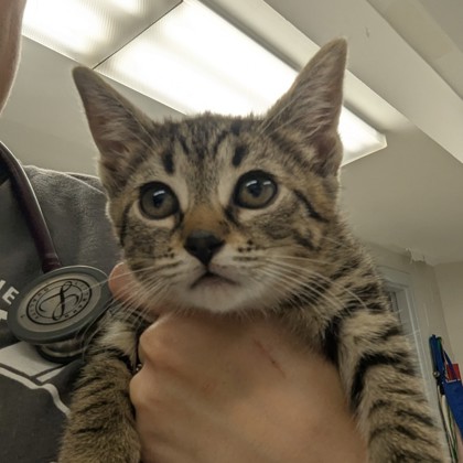 Lost & Found Pets – IndyHumane