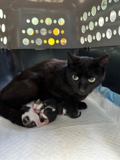 Adoptable Cats – IndyHumane